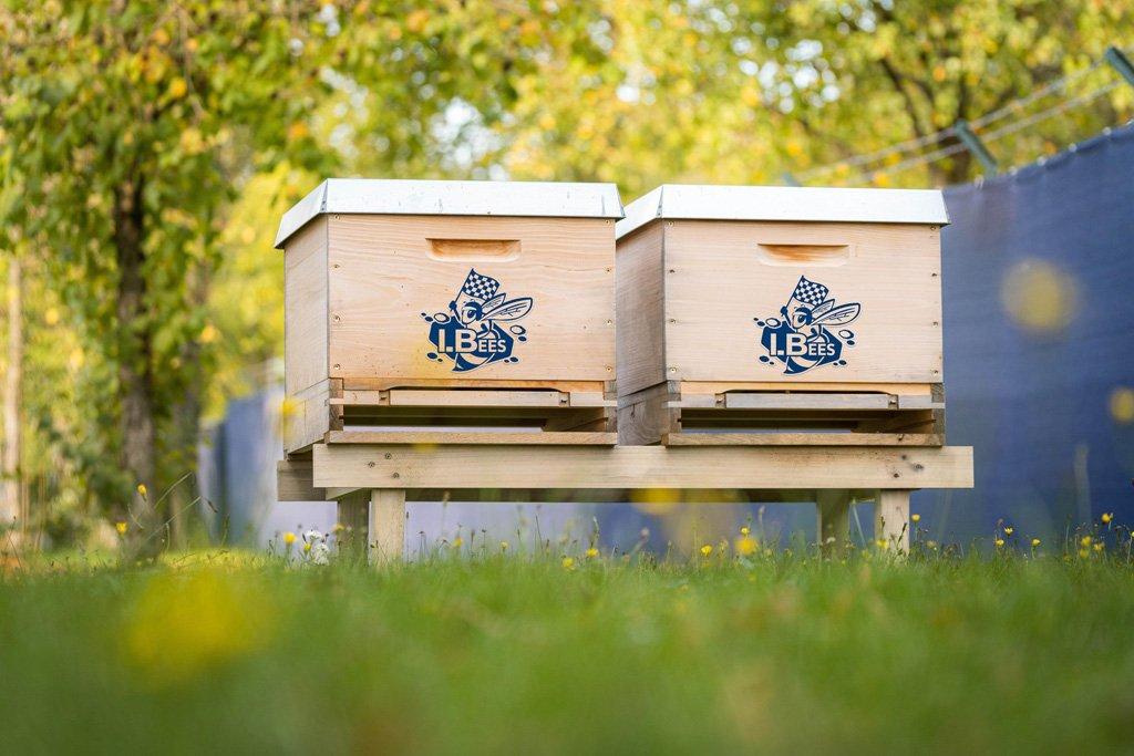 A new type of buzz - bees move in at Volkswagen Motorsport - Sgcarmart