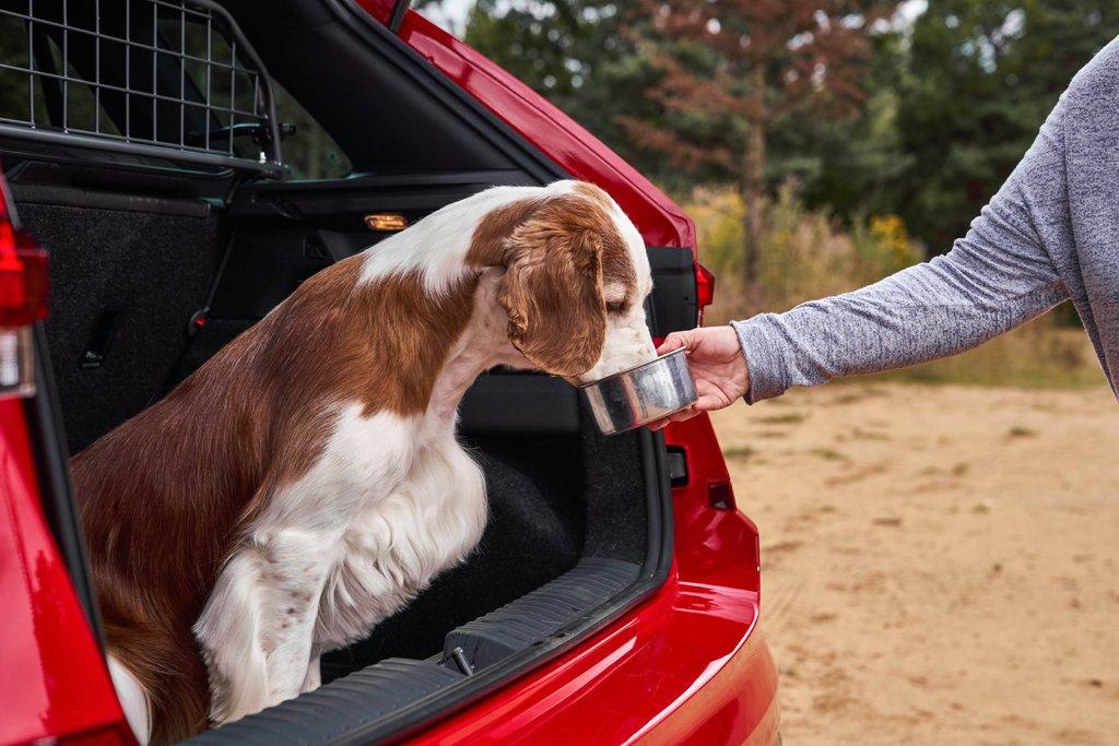 Skoda U.K. publishes advice to keep your dogs cool - Sgcarmart
